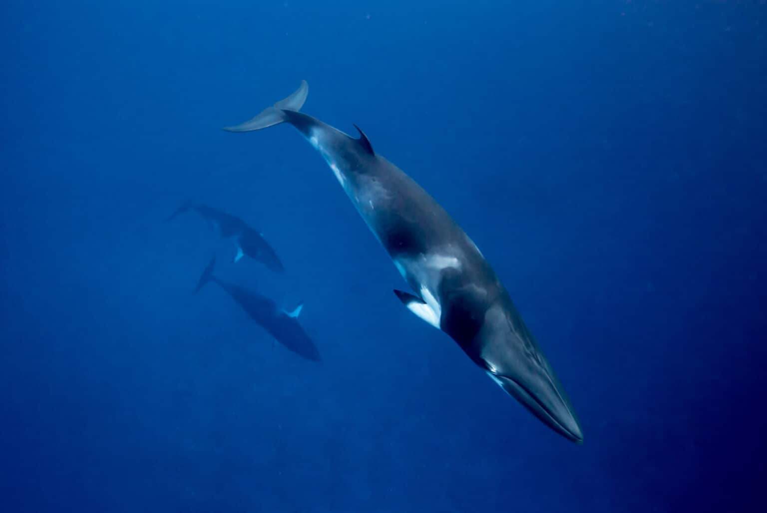 Observation des baleines en Islande : quand et où les voir