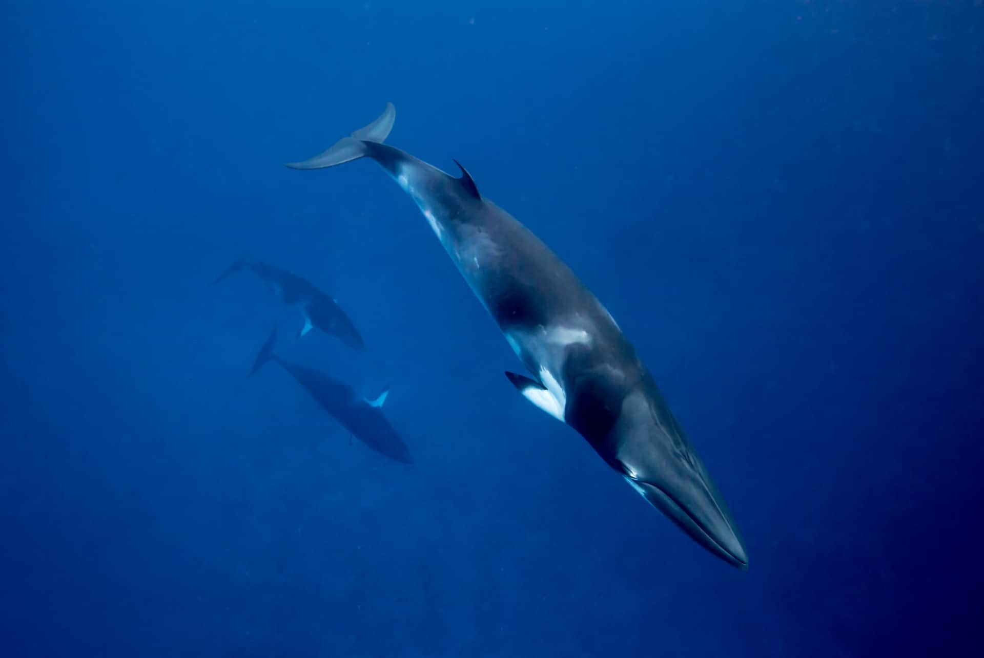 Observation des baleines en Islande : quand et où les voir