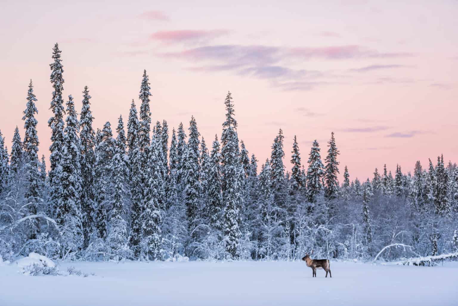 Que faire en Laponie ? Top 10 des visites et activités scandinaves