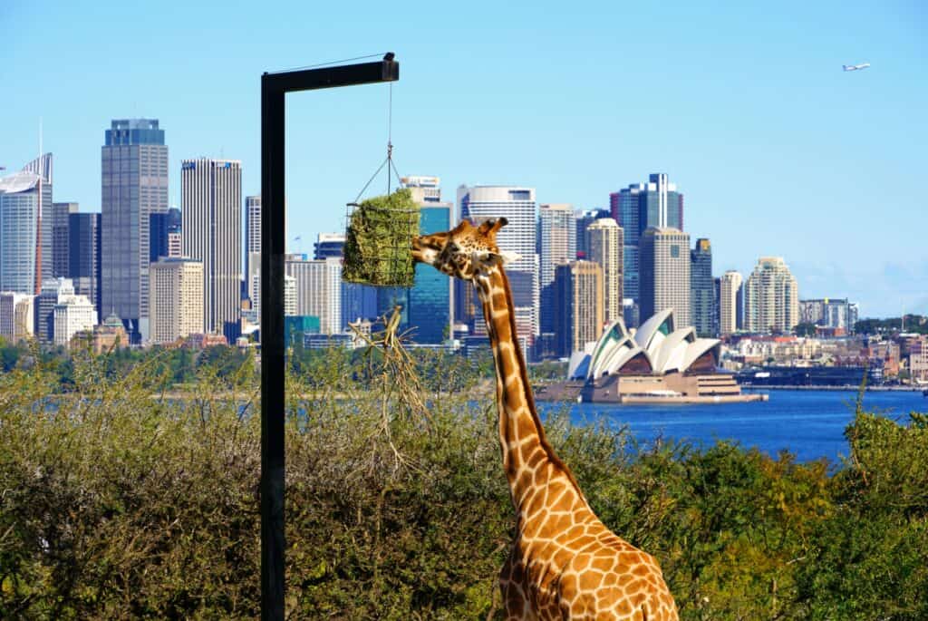 Que faire à Sydney : les 18 activités phares à ne pas manquer