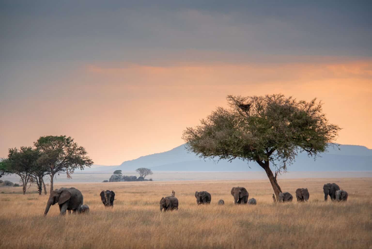 Parc national du Serengeti : toutes les infos sur les safaris