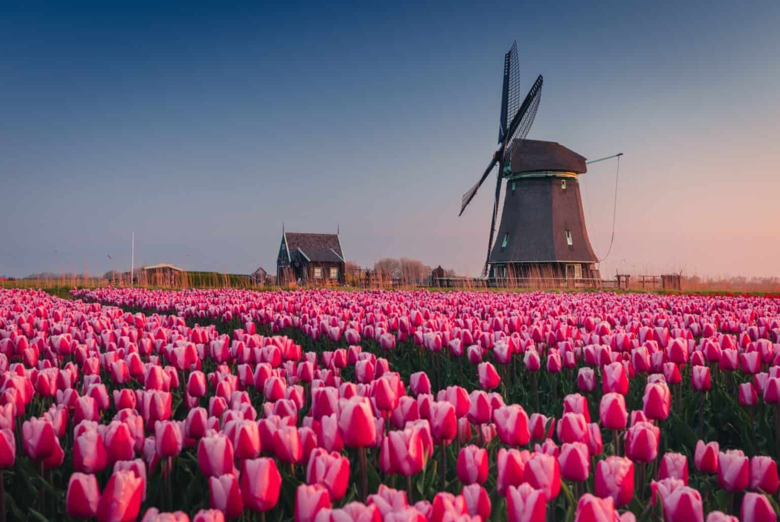Les champs de tulipes en Hollande (Pays-Bas) : quand visiter