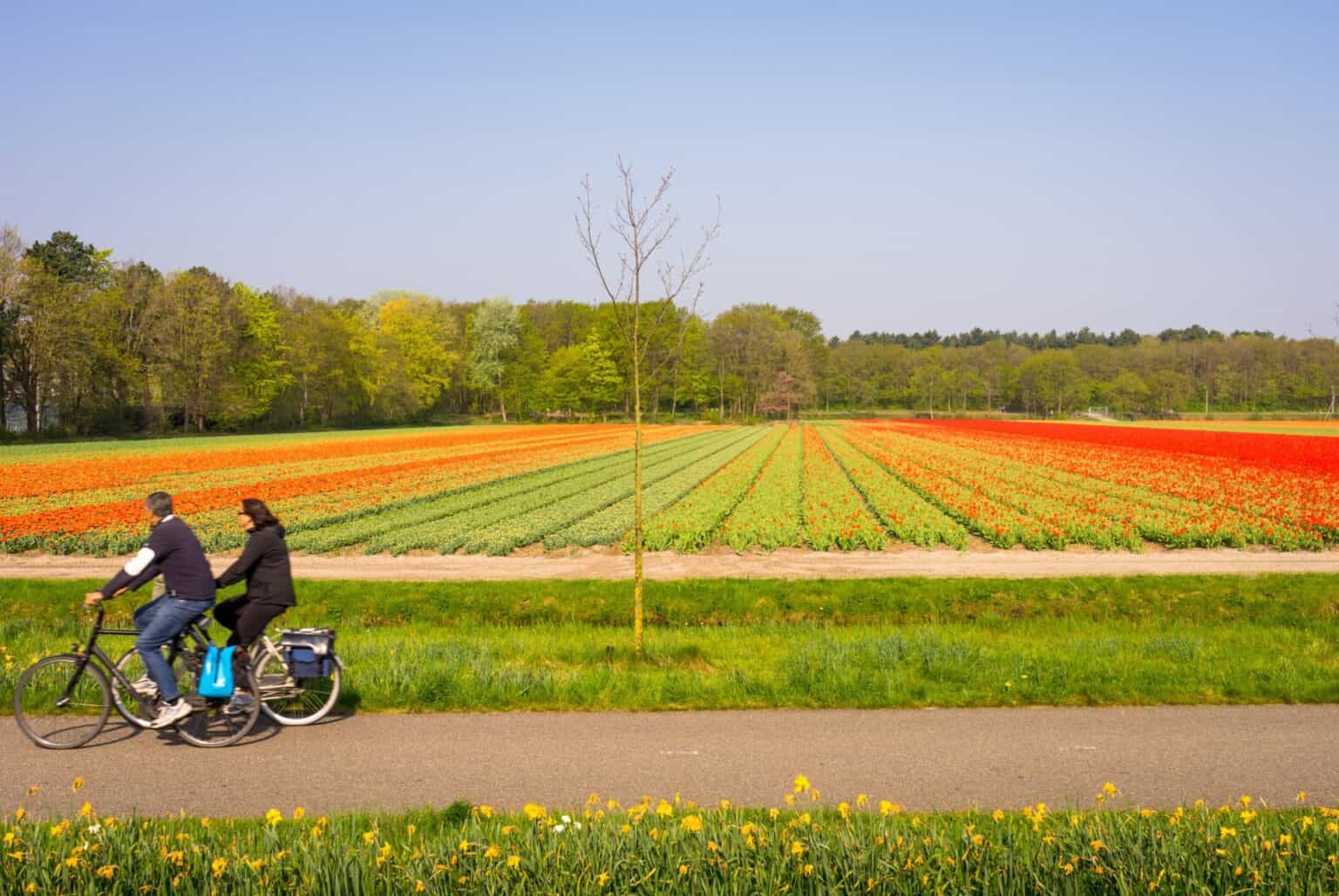 Les champs de tulipes en Hollande (Pays-Bas) : quand visiter