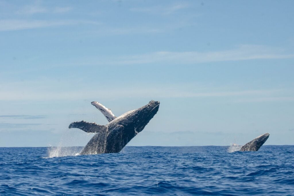 Où, quand et comment observer des baleines en Norvège