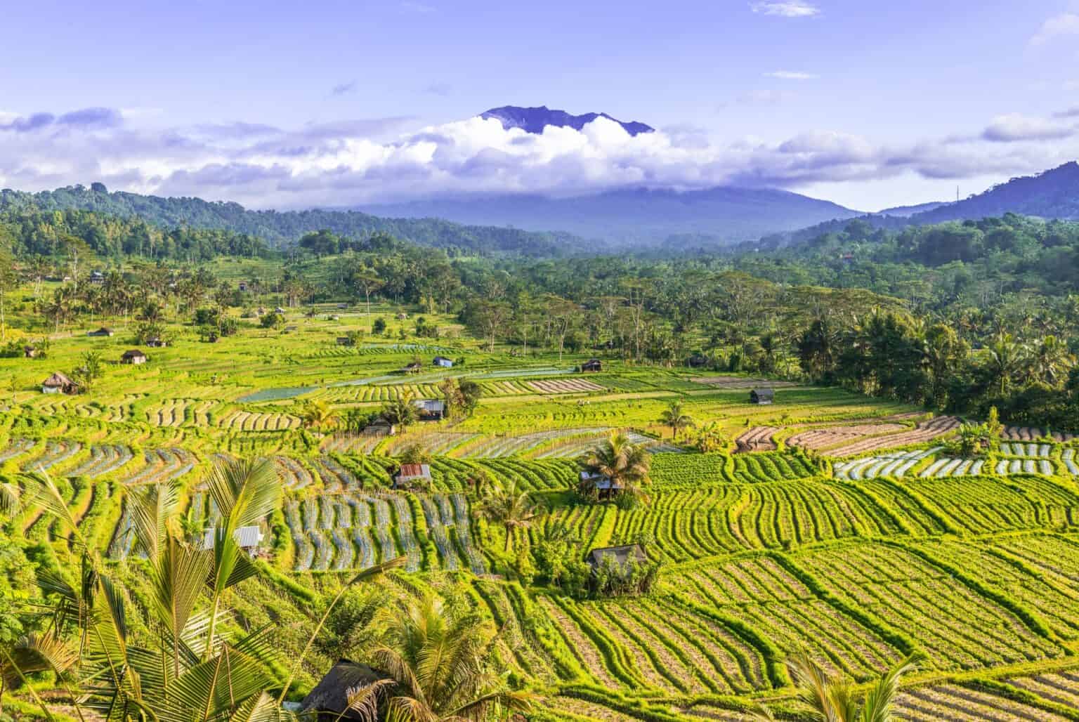 Les rizières à Bali : conseils pour voir les perles vertes d’Indonésie